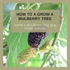 How to a Grow a Mulberry Tree — Food Garden Life: Edible Garden ...