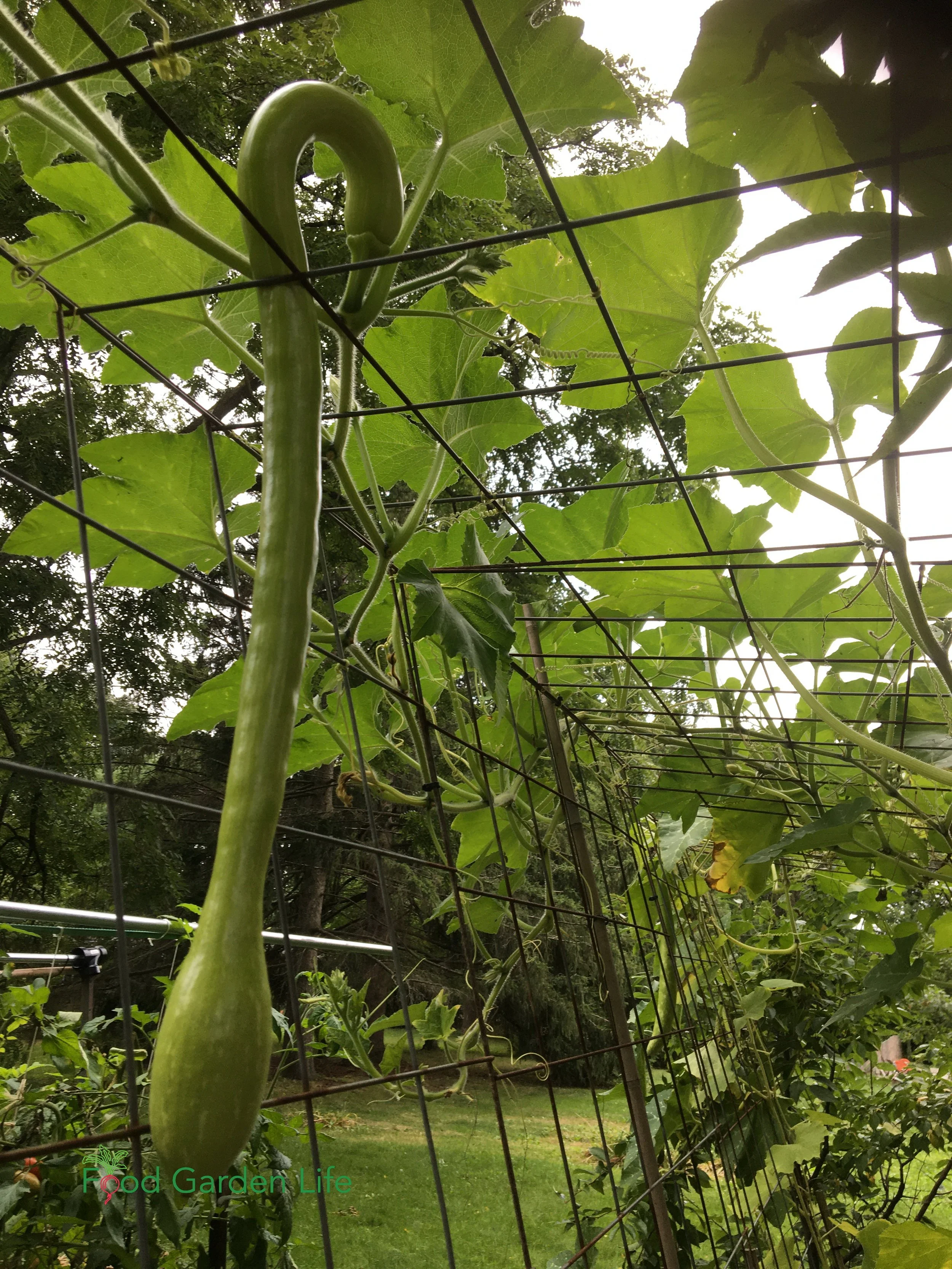 7 Vegetable Garden Layout Ideas To Grow More Food In Less Space — Food ...