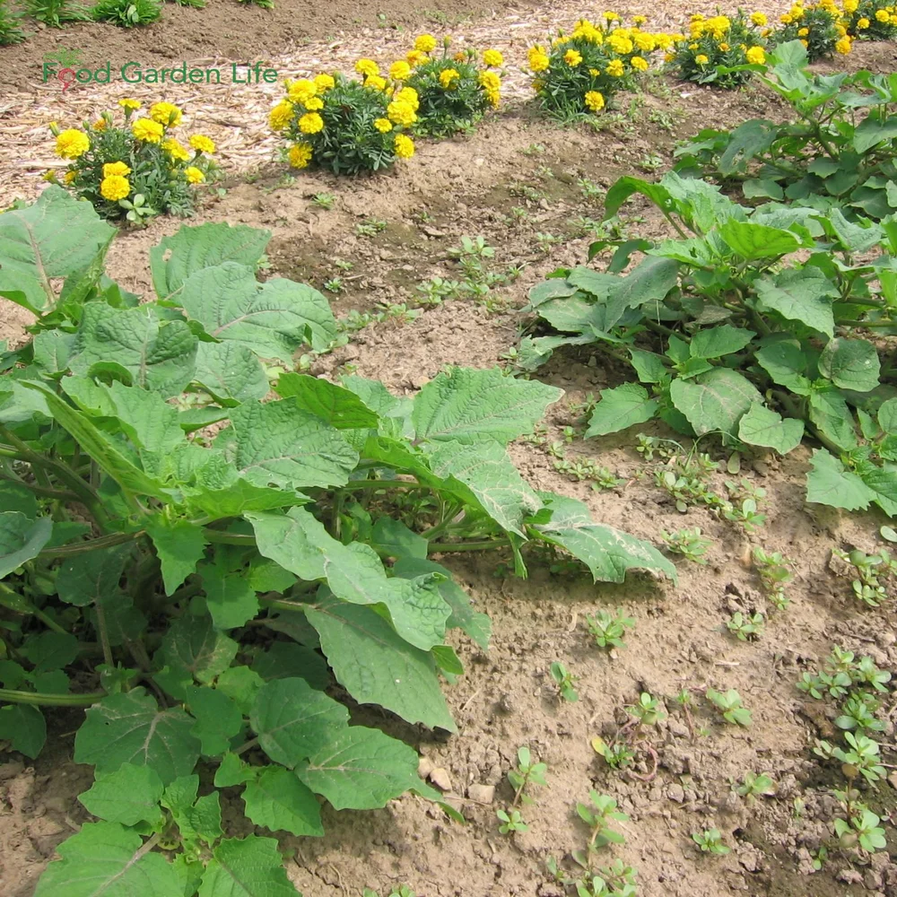 Grow Ground Cherries and Cape Gooseberries — Food Garden Life: Edible ...