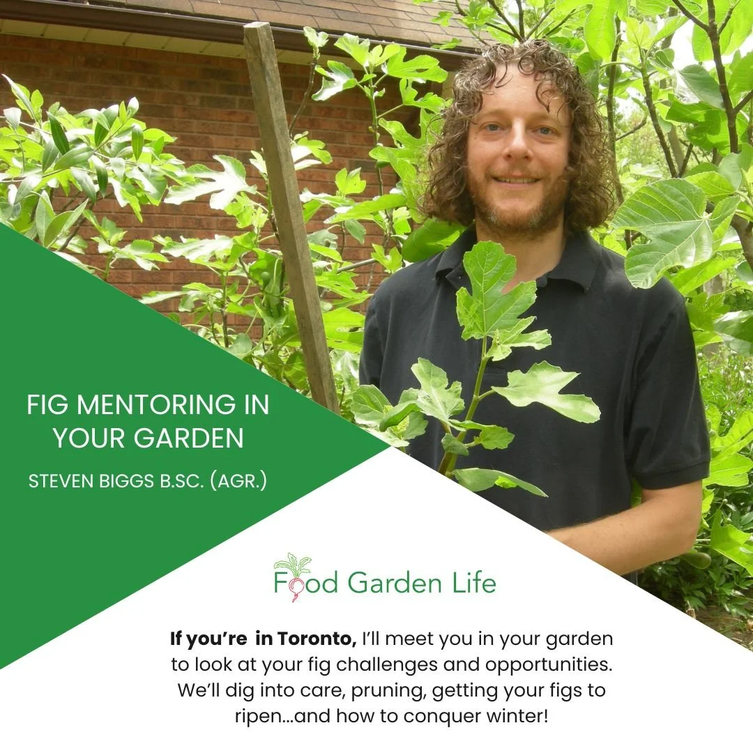 How to Grow Figs in Cold Climates...and what to do with a Fig Tree for ...