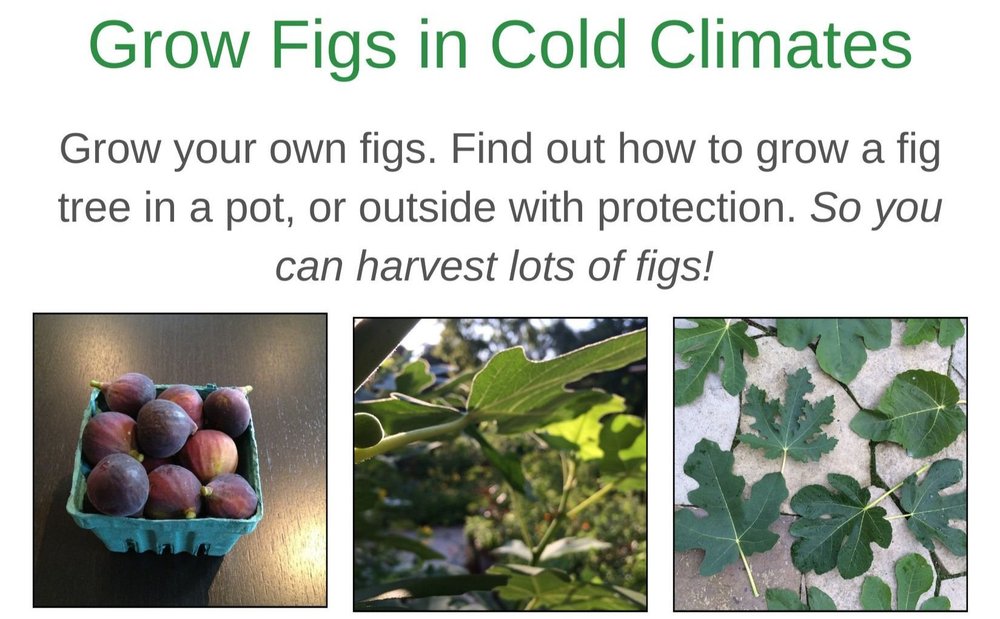 Guide to Rooting Fig Cuttings: Simple Steps to Propagate Fig Trees ...