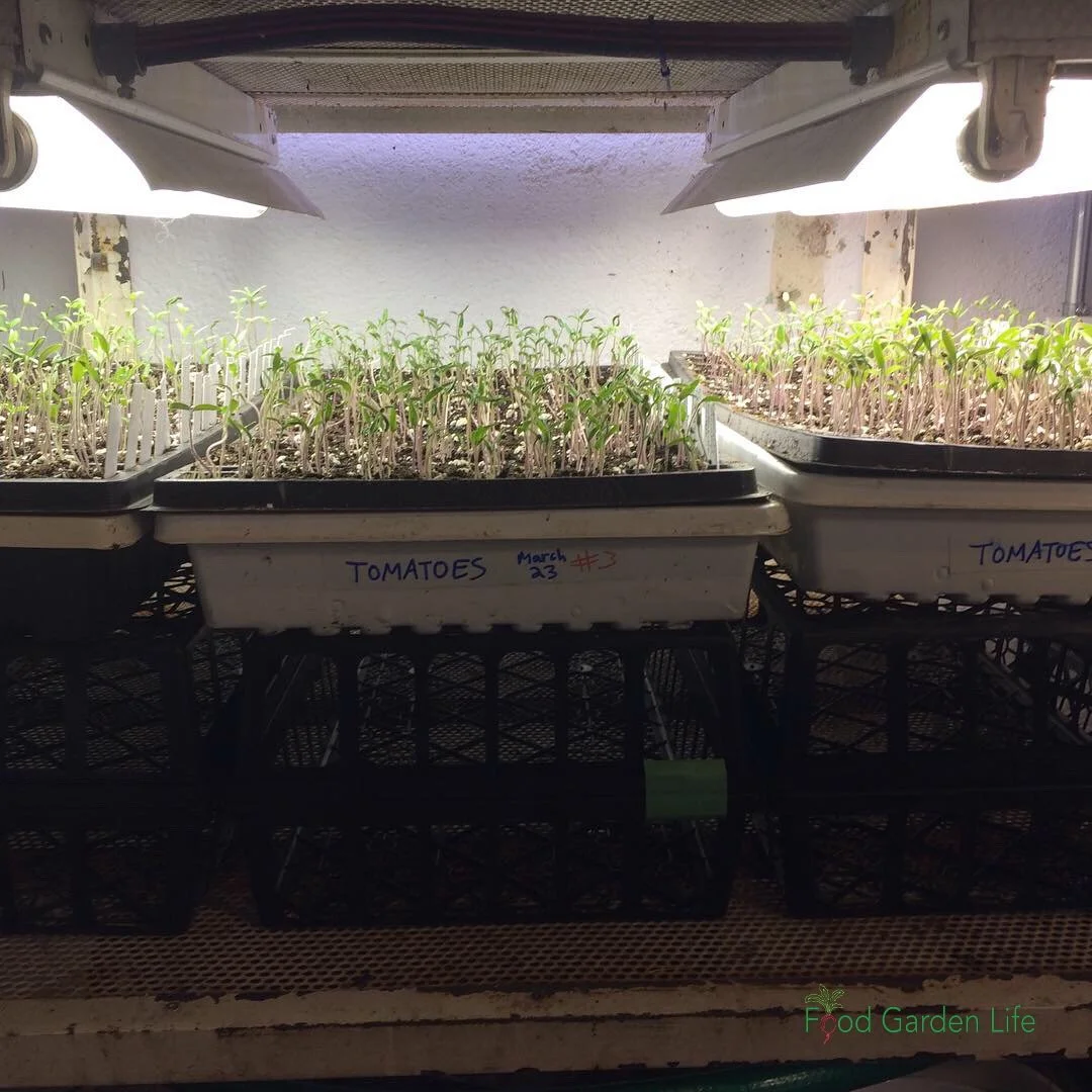 Grow Your Own Tomato Plants from Seed - Everything You Need to Know ...