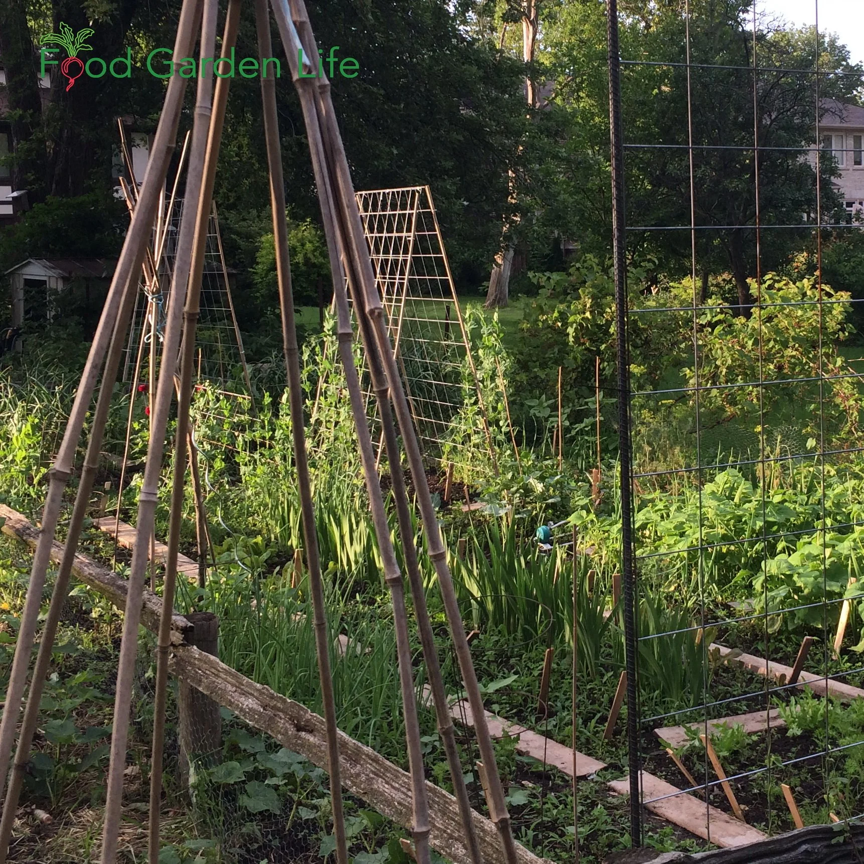 Guide: Vertical Vegetable Garden Ideas and Plants — Food Garden Life ...
