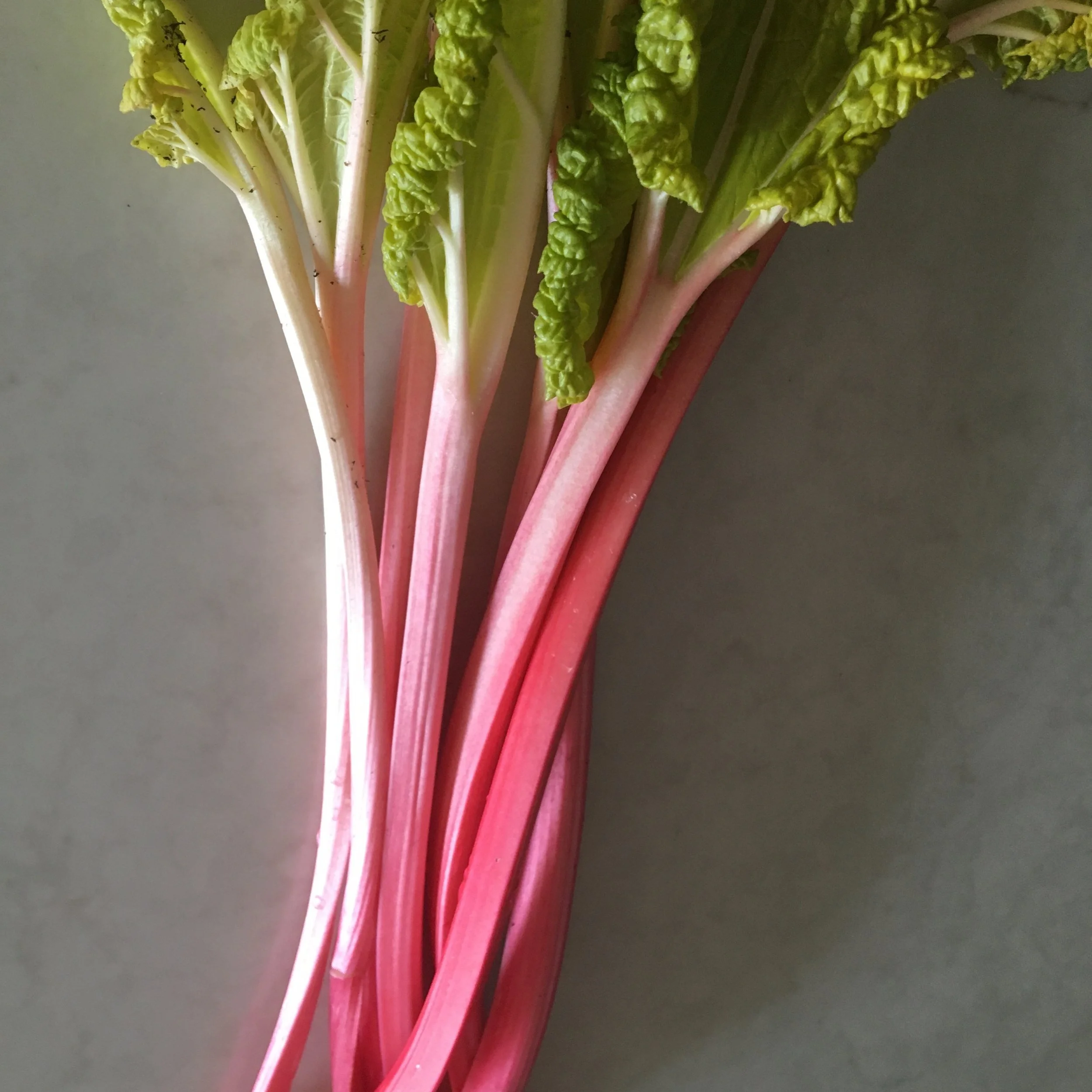 Force Rhubarb Indoors — Food Garden Life: Edible Garden, Vegetable ...