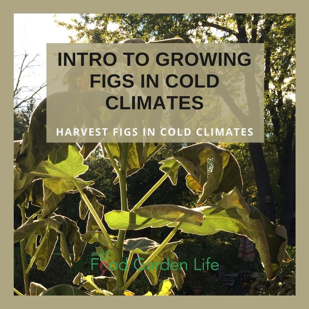 Intro to Growing Figs in Cold Climates — Food Garden Life: Edible ...