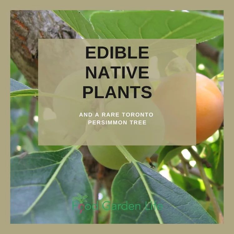 Edible Native North American Fruits and Nuts — Food Garden Life: Edible ...