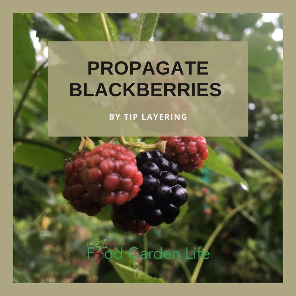 Propagate Blackberries by Tip Layering — Food Garden Life: Edible ...