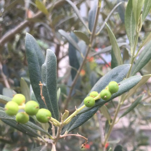 Guide: Olive Trees in Pots — Food Garden Life: Edible Garden, Vegetable ...