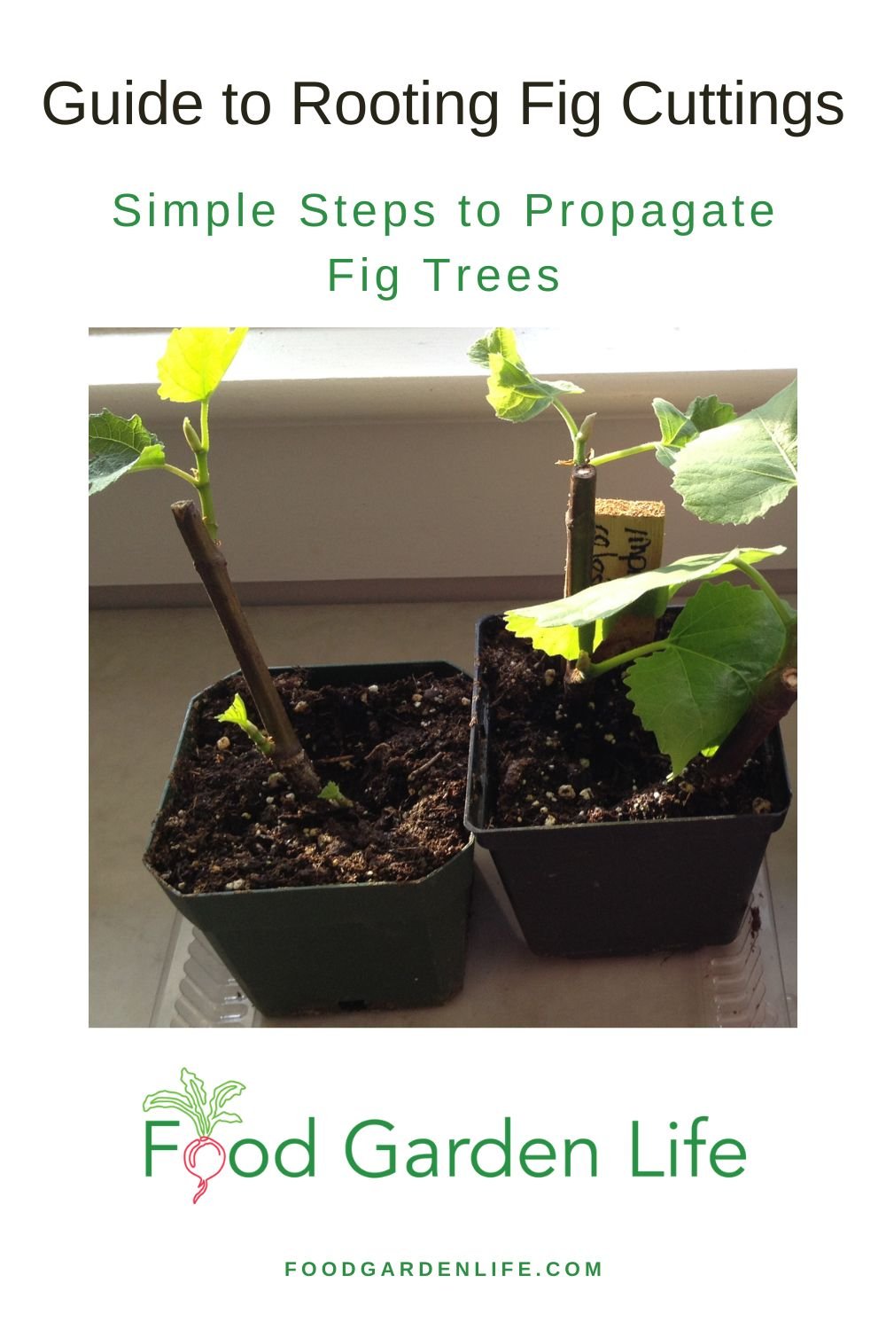 Guide to Rooting Fig Cuttings: Simple Steps to Propagate Fig Trees ...