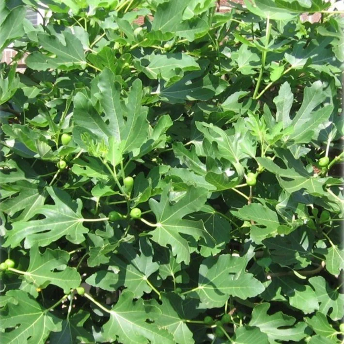 Cold-Climate Guide to How to Prune a Fig Tree — Food Garden Life ...