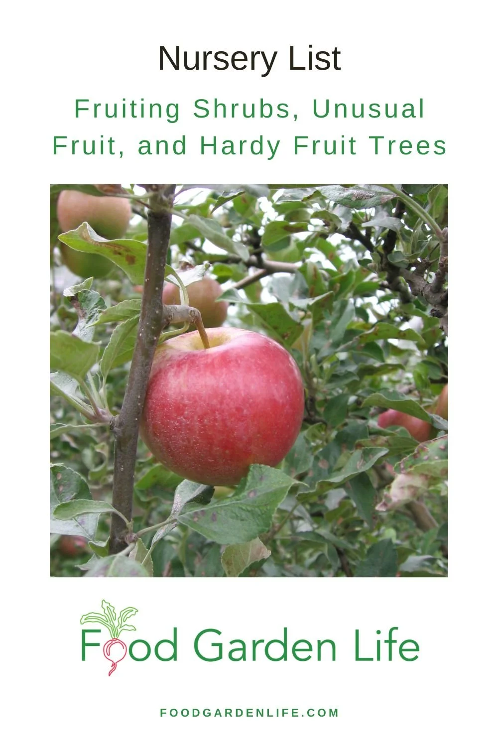 Nursery List: Fruiting Shrubs, Unusual Fruit, Berry Bushes, and Hardy ...