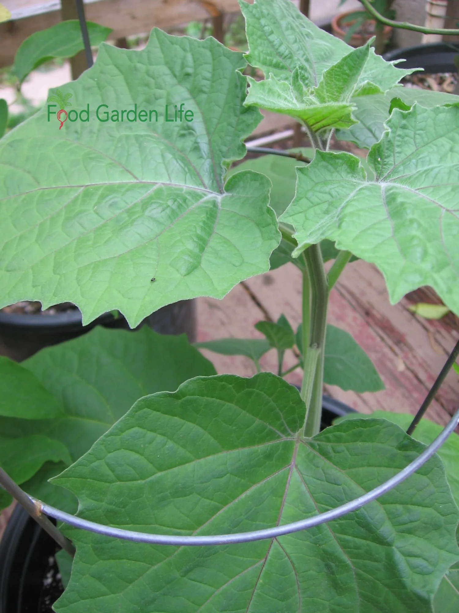 Grow Ground Cherries and Cape Gooseberries — Food Garden Life: Edible ...