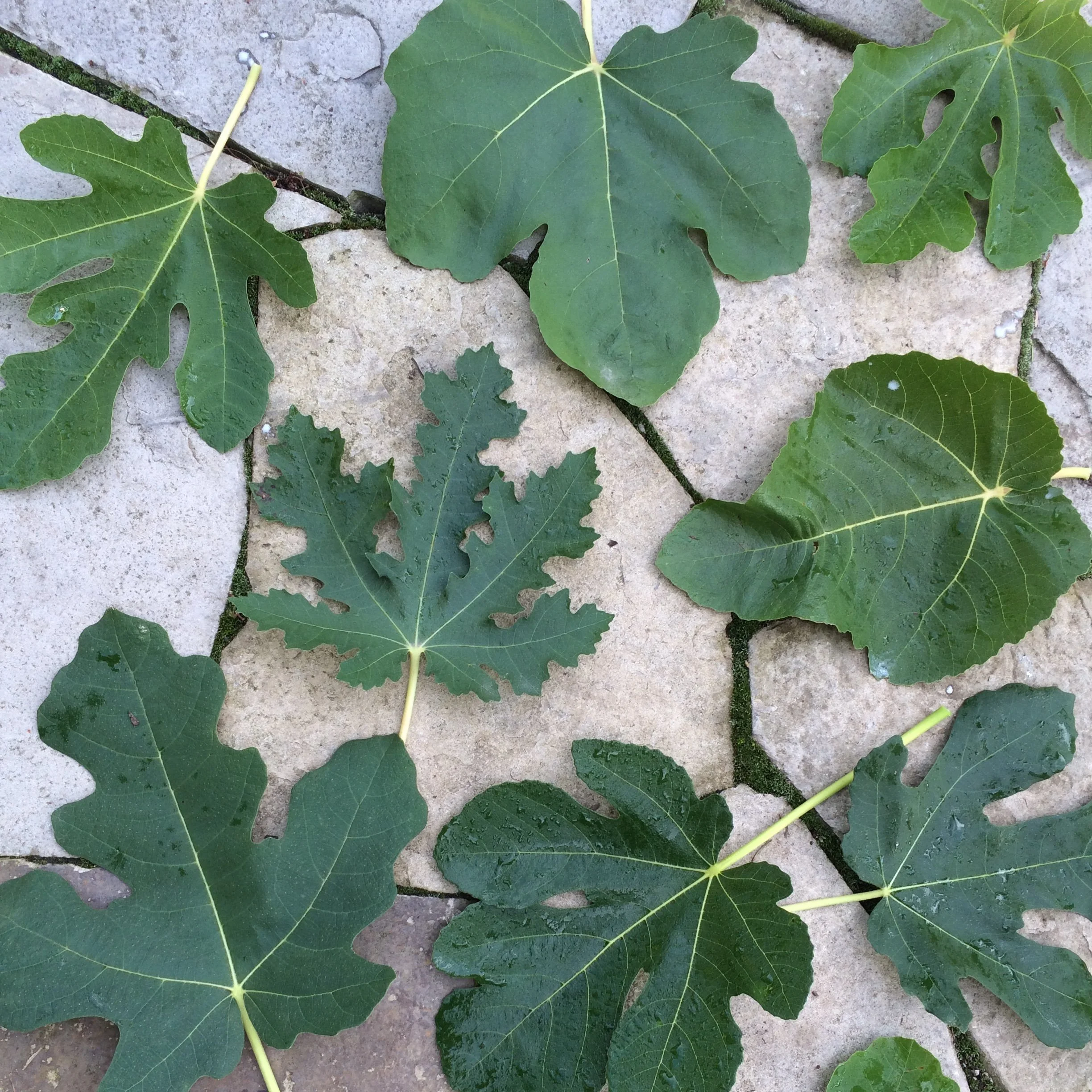 Fig Leaf Panna Cotta Recipe — Food Garden Life: Edible Garden, Vegetable Garden, Edible Landscaping