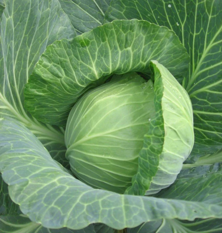 25 Storage Crops to Help You Plan a Vegetable Garden that Feeds You ...