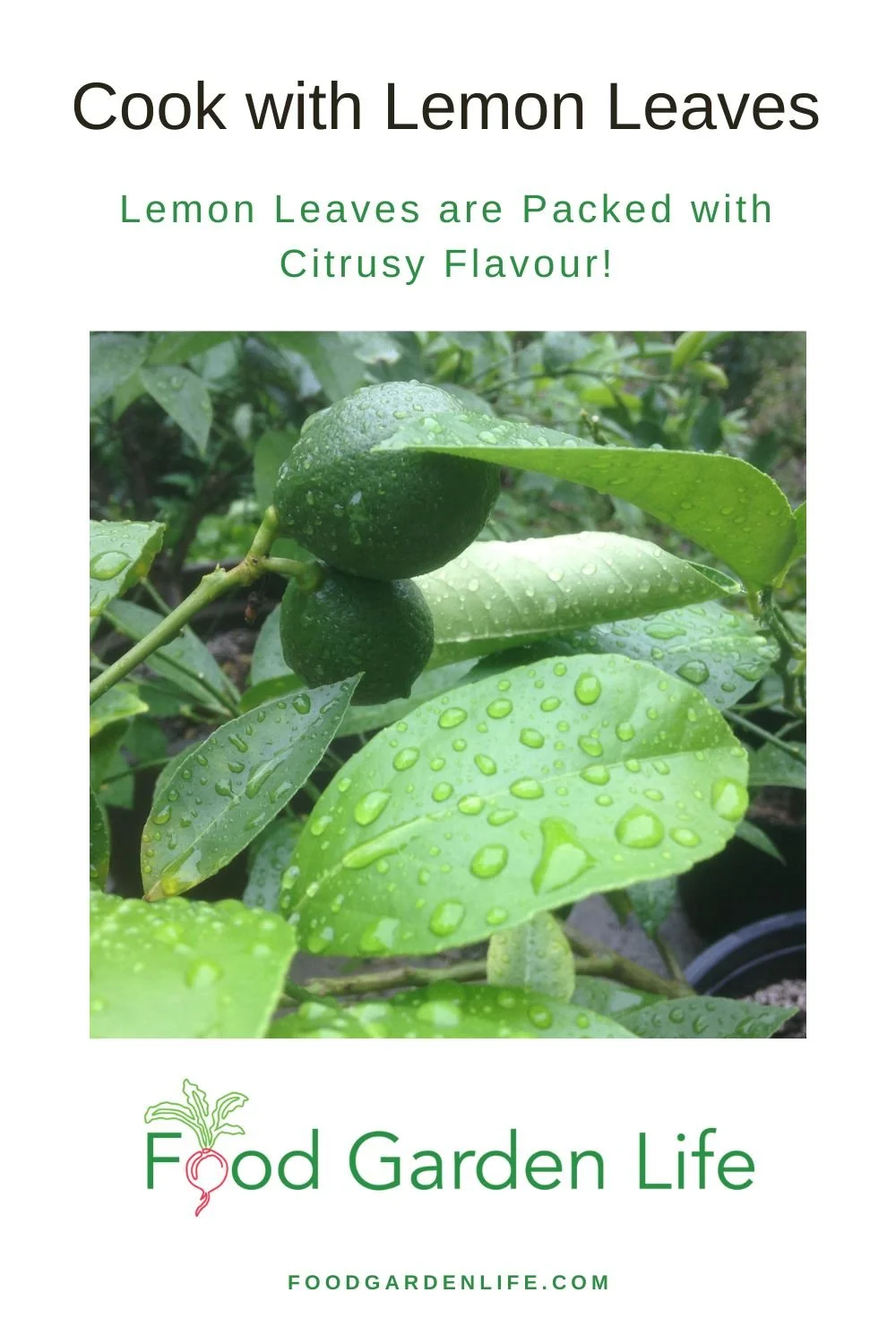 Lemon Leaf Uses – Recipes for Lemon Leaves from Your Potted Lemon Tree ...