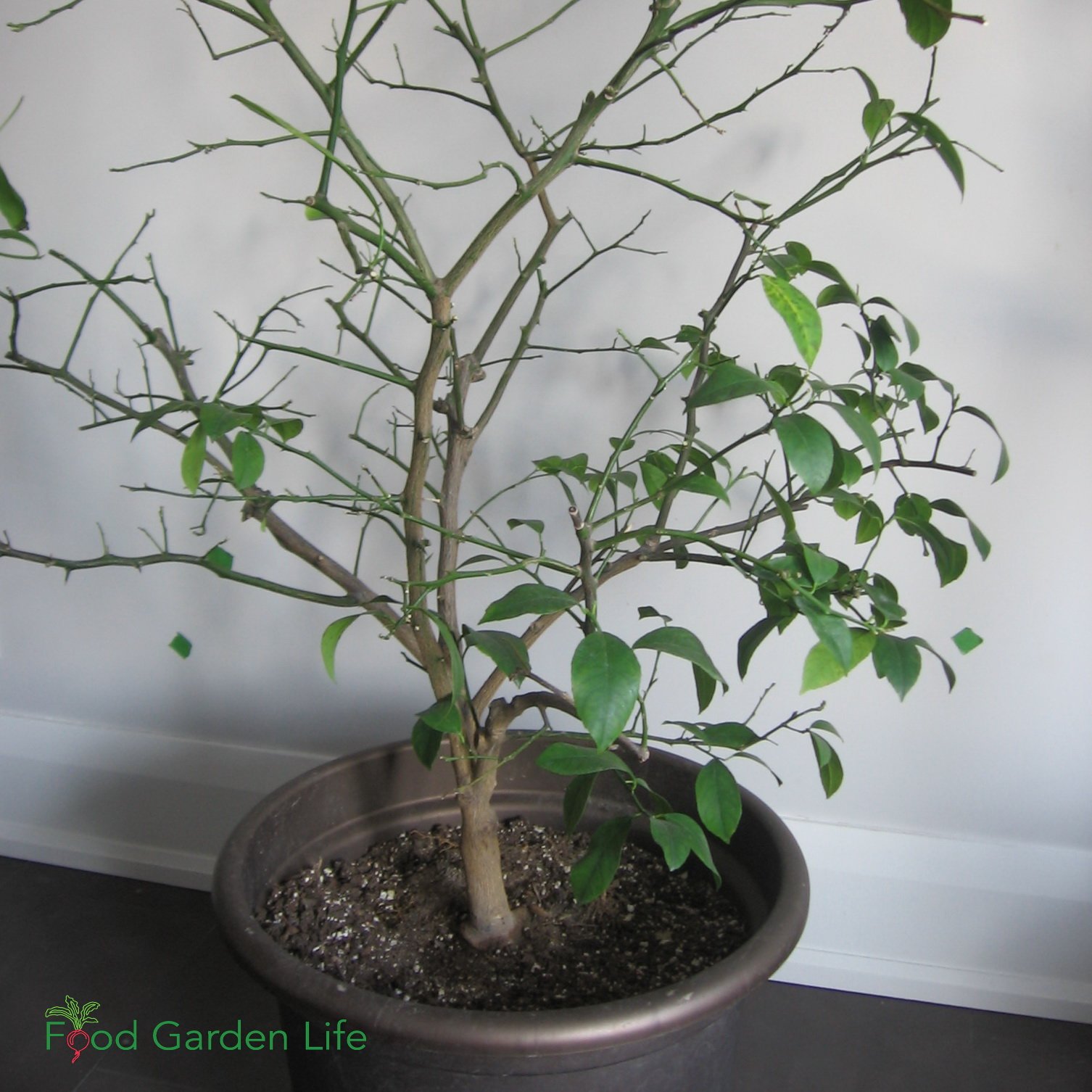 Meyer Lemon Tree: Planting, Care, and Growing Guide — Food Garden Life ...
