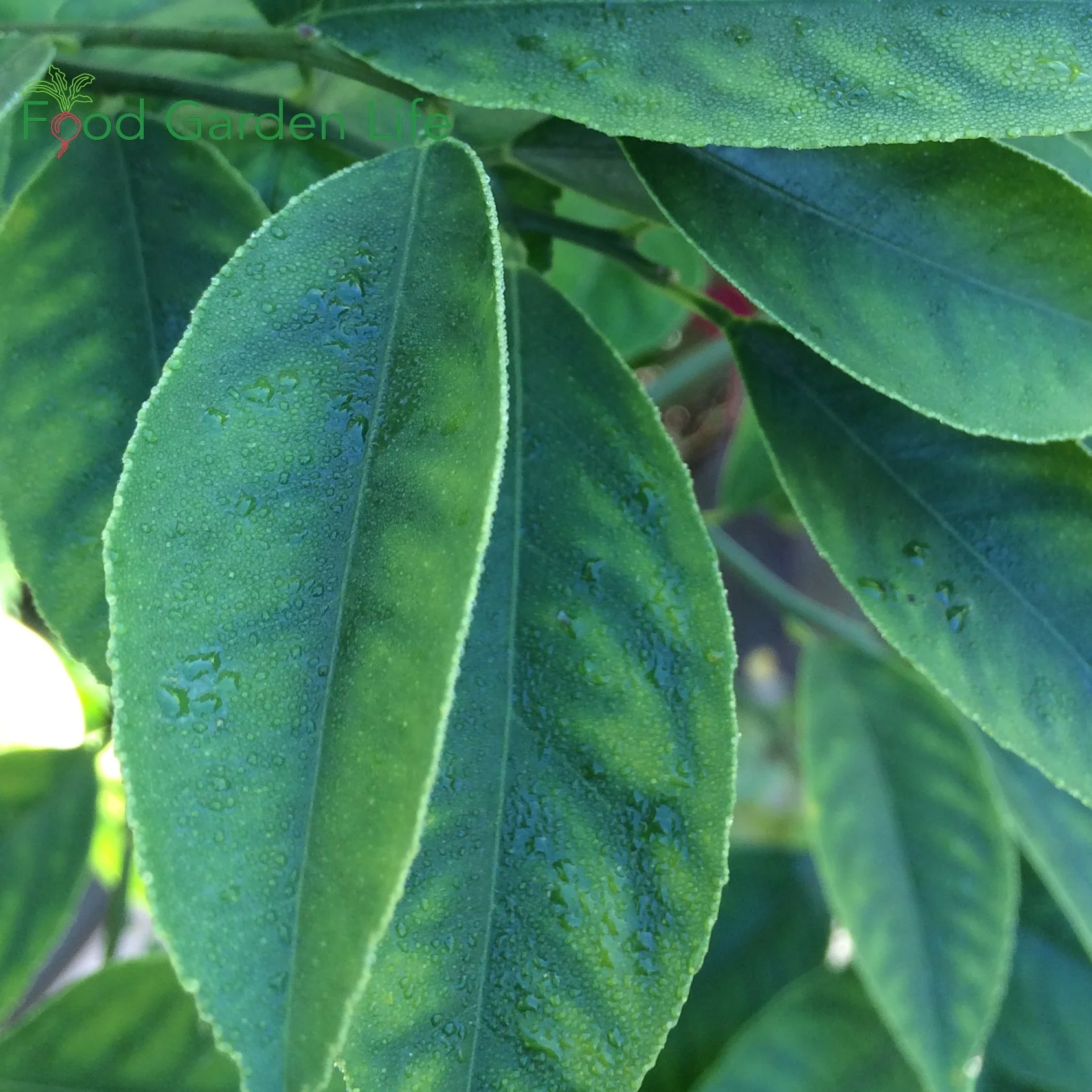 How to a Grow Lemon Tree Indoors (That Actually Produces Lemons) — Food ...