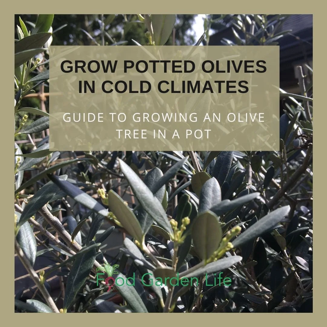 Guide: Olive Trees in Pots — Food Garden Life: Edible Garden, Vegetable ...