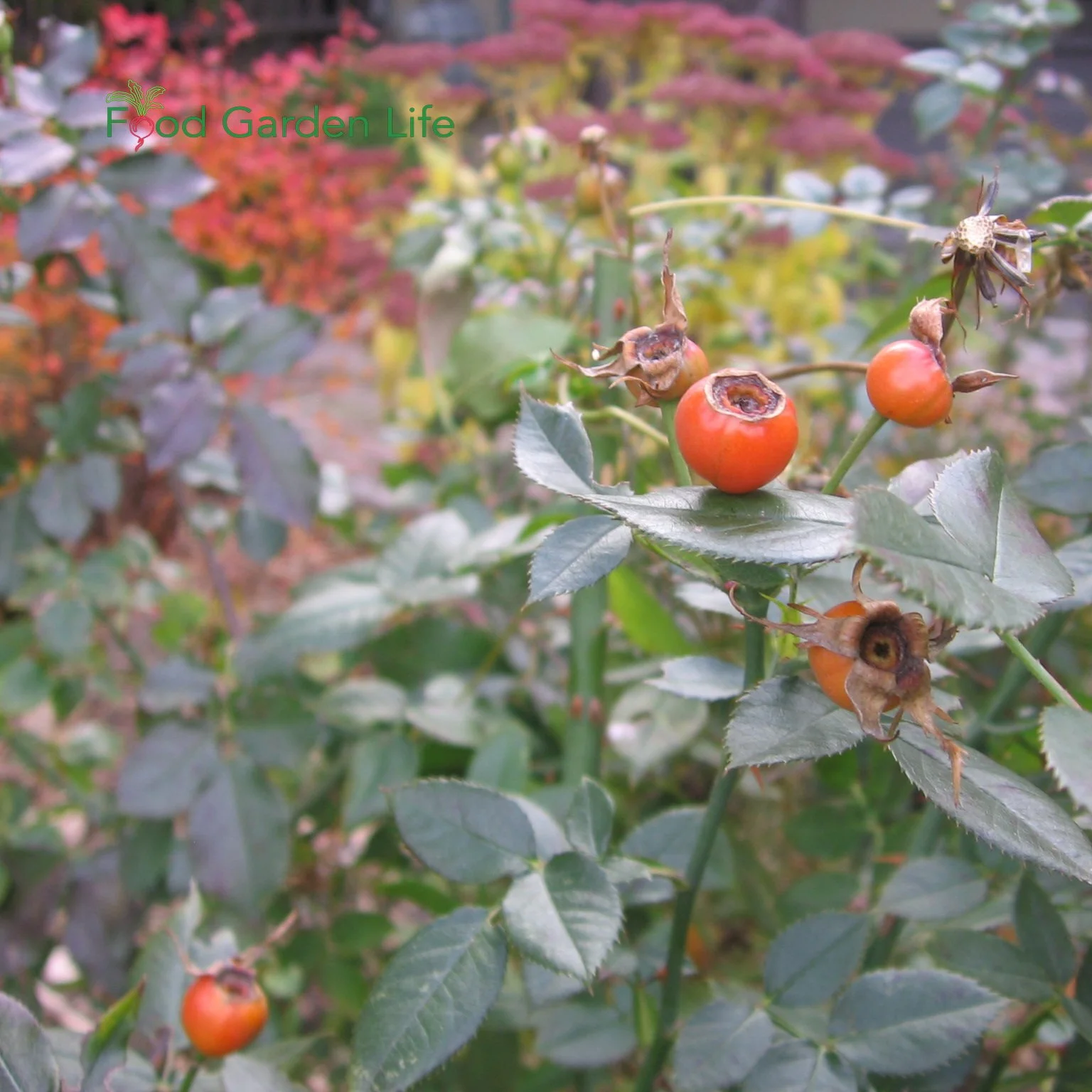 More than One Edible Part! These Plants are a Great Addition to an ...