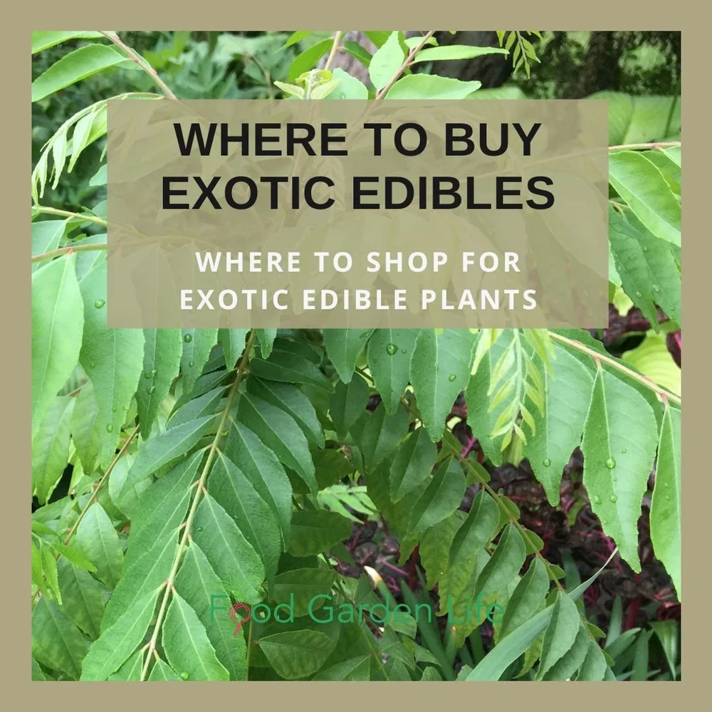 Find Exotic Edible Plants for Your Garden — Food Garden Life: Edible ...