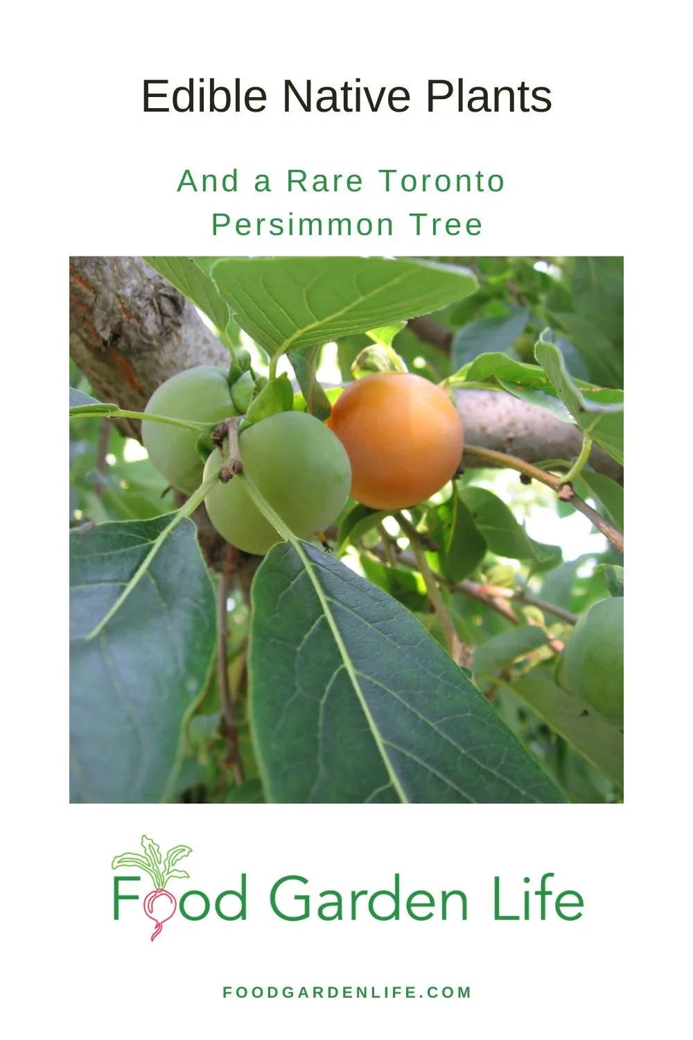 Edible Native North American Fruits and Nuts — Food Garden Life: Edible ...