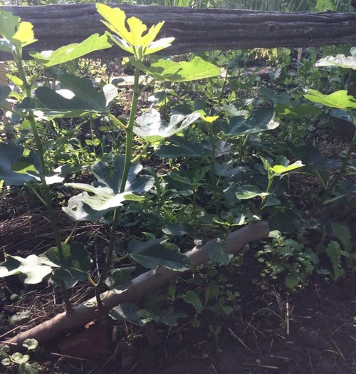 Cold-Climate Guide to How to Prune a Fig Tree — Food Garden Life ...