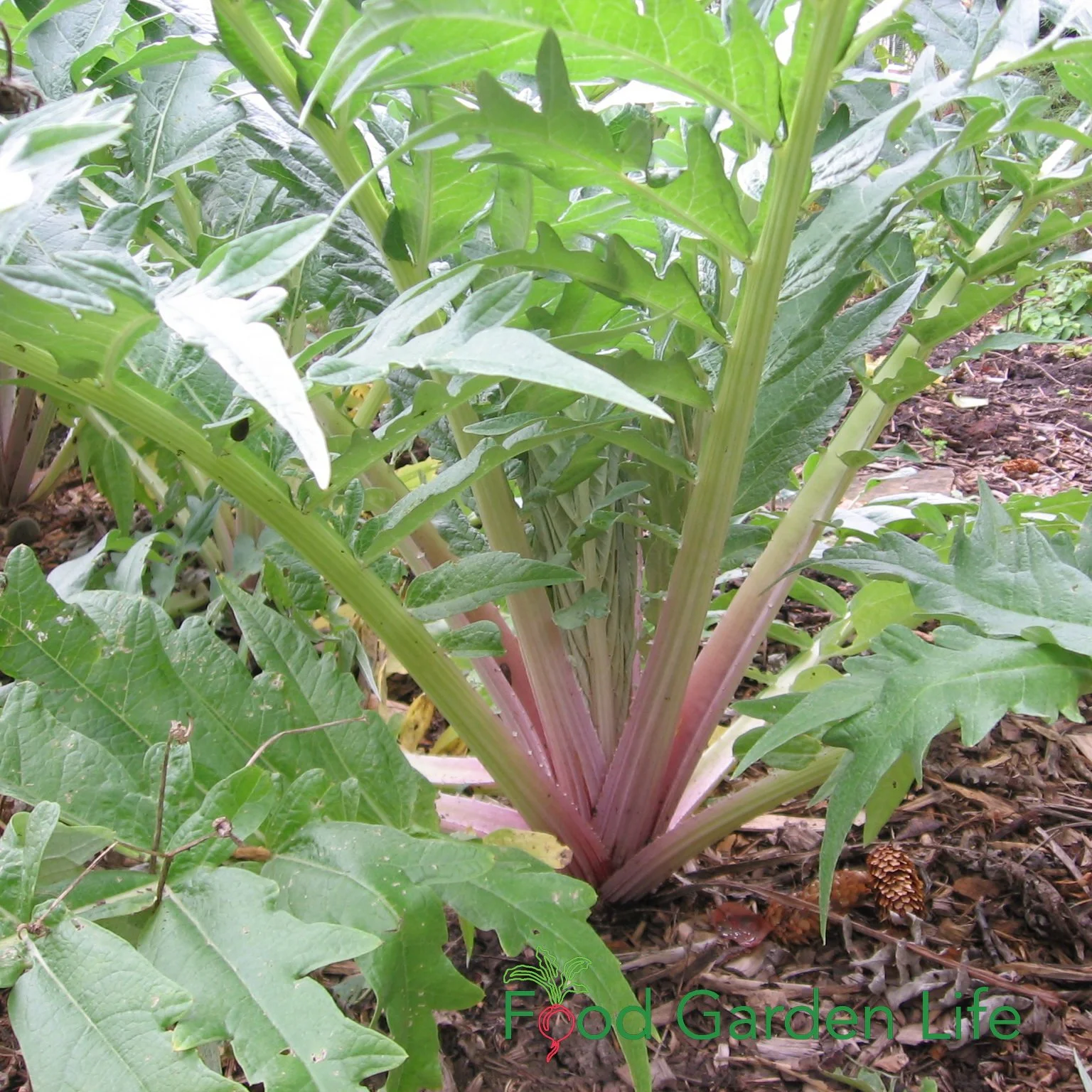 Want a Bold Vegetable? Grow This Promethean Plant (the Cardoon) — Food ...