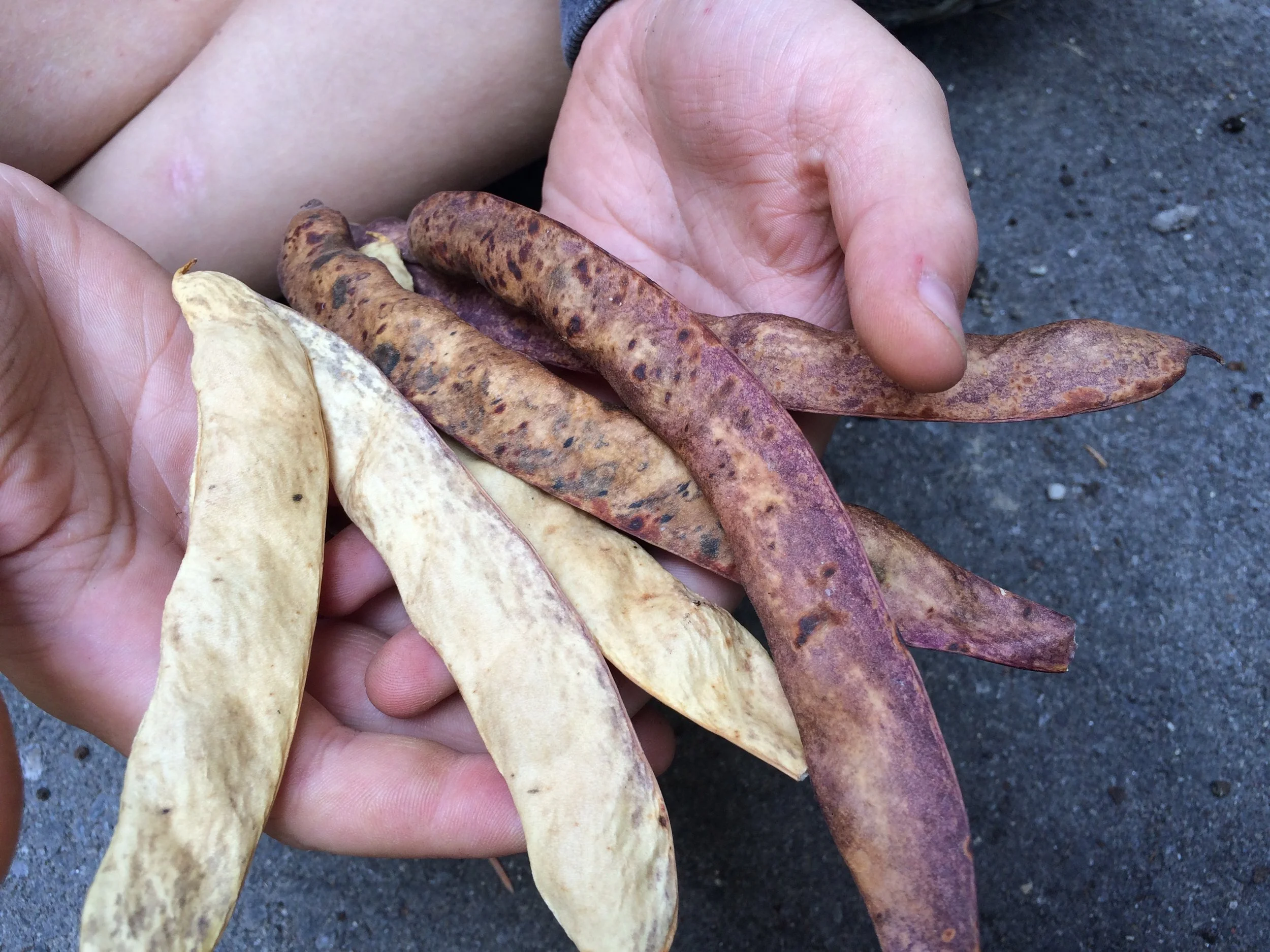 Looking for the Best Seeds? Know What You're Buying, Know the Lingo ...