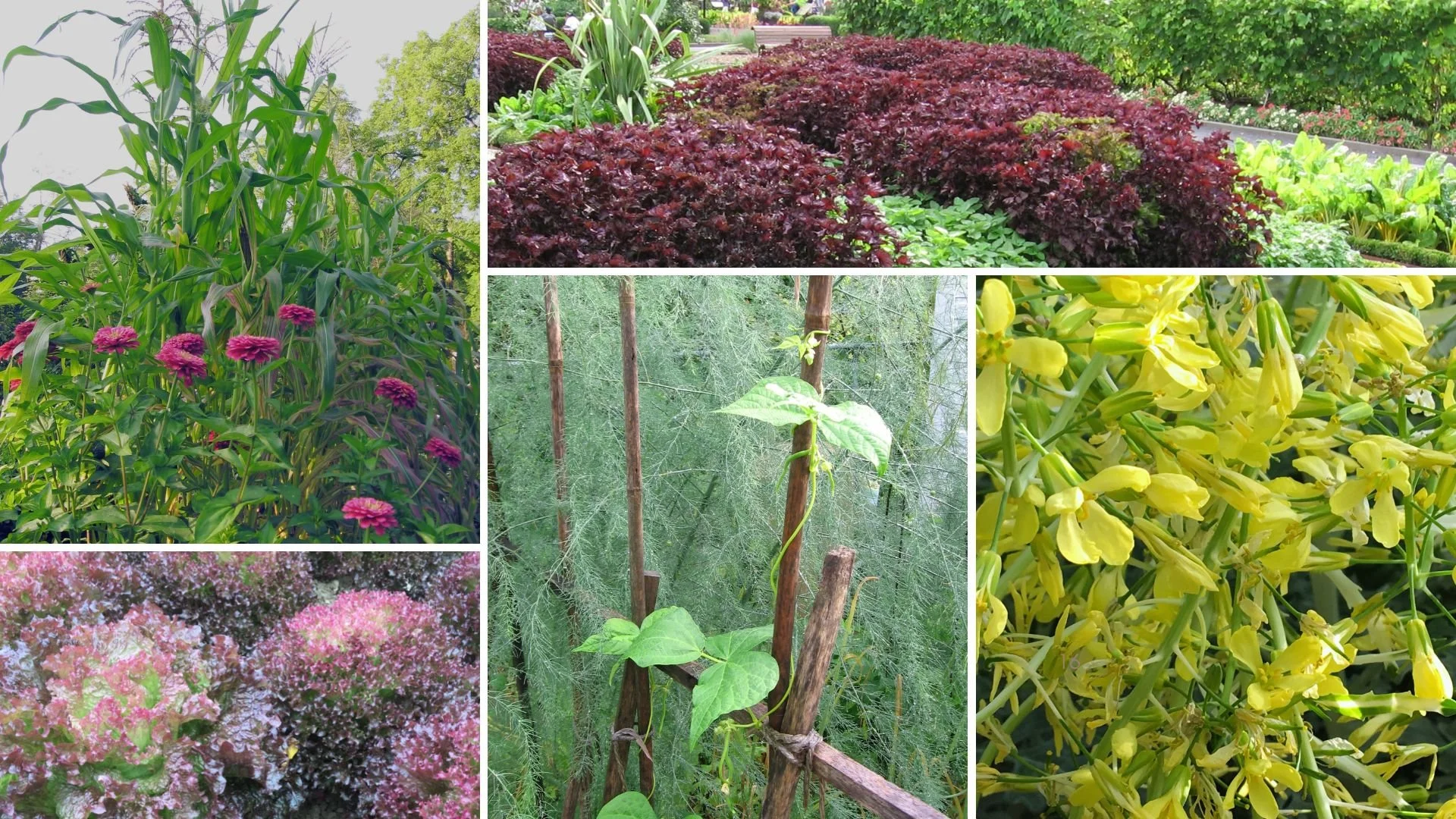 More than One Edible Part! These Plants are a Great Addition to an ...