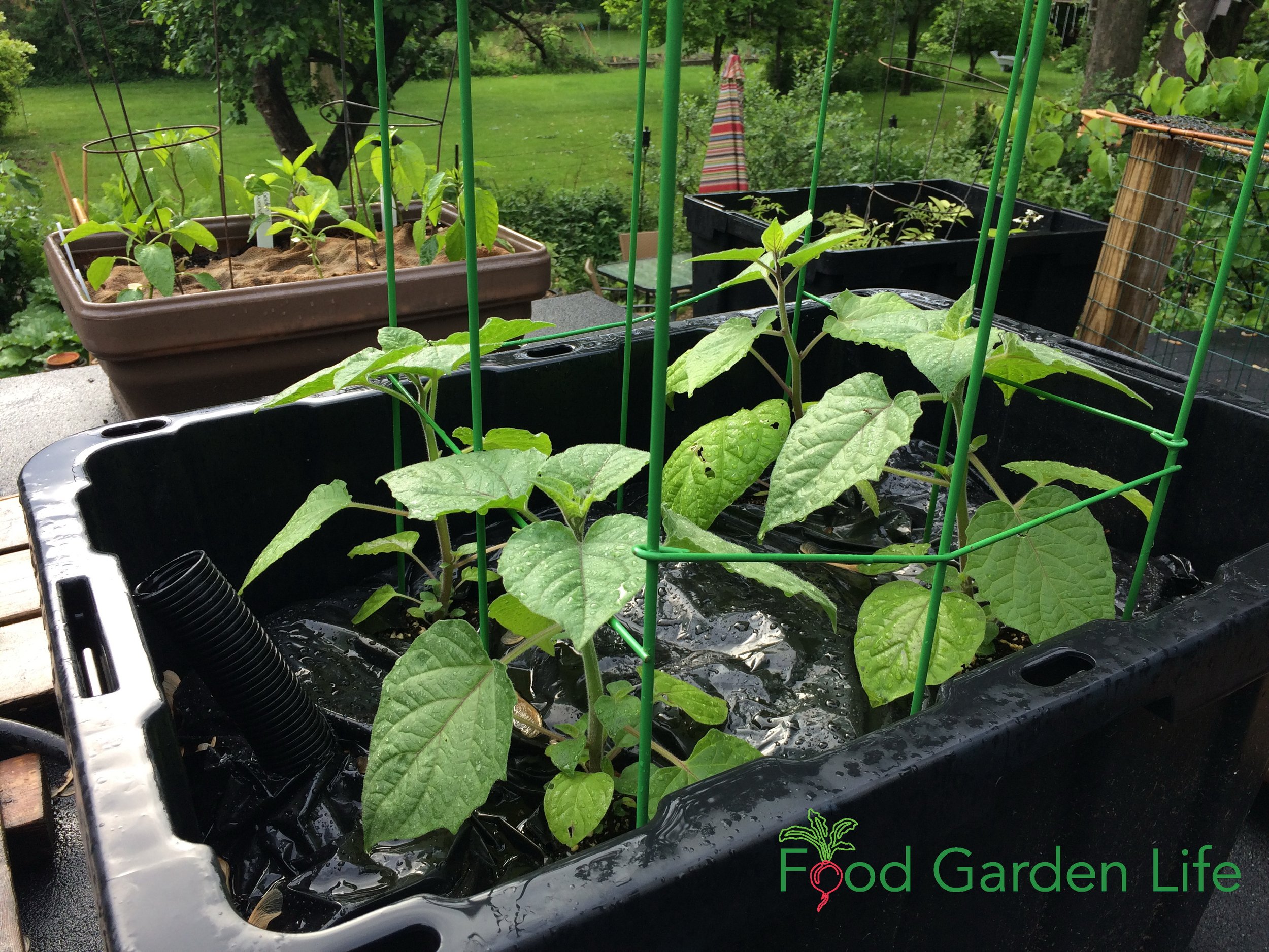 Grow Ground Cherries and Cape Gooseberries — Food Garden Life