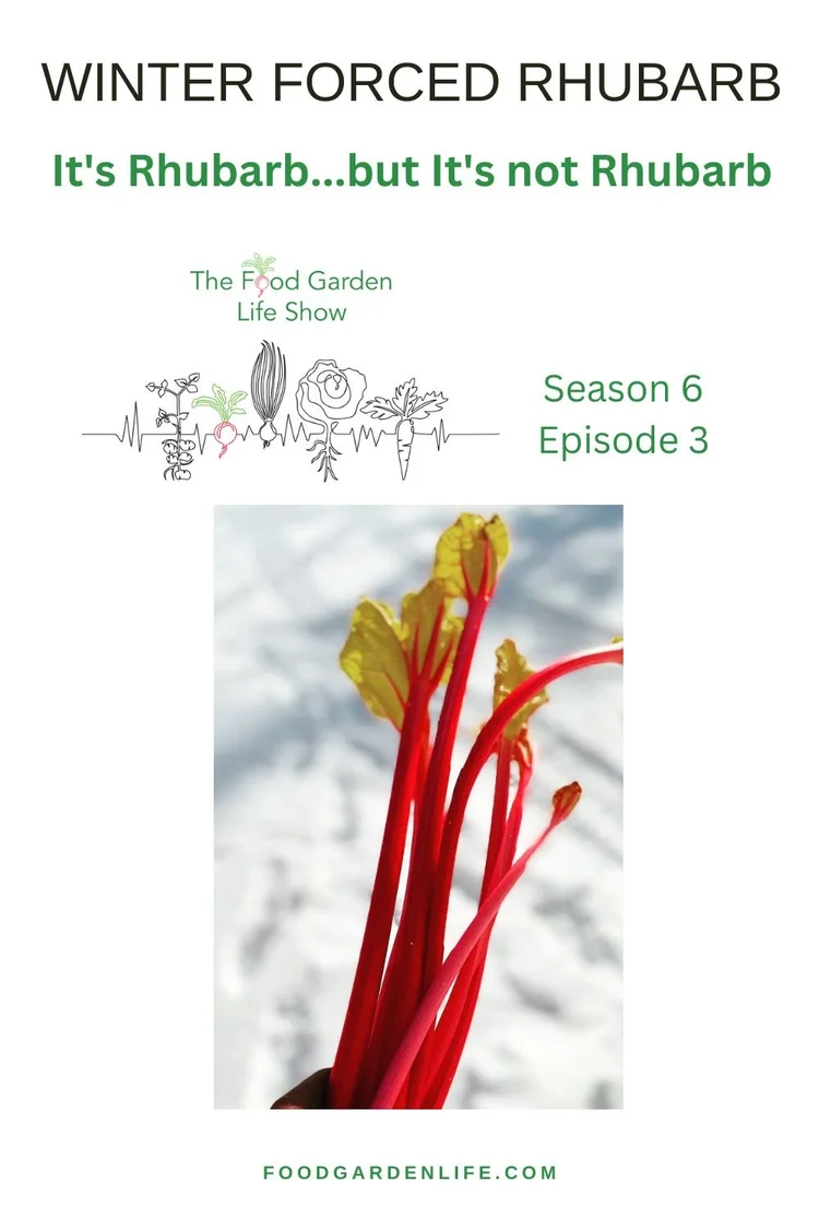 It's Rhubarb...but It's not Rhubarb — Food Garden Life: Edible Garden ...