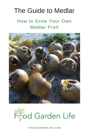 How to Grow Medlar — Food Garden Life: Edible Garden, Vegetable Garden ...