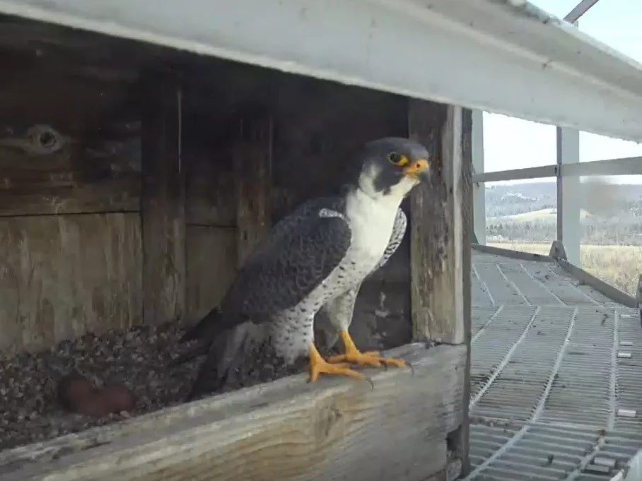 POWERforward Missouri