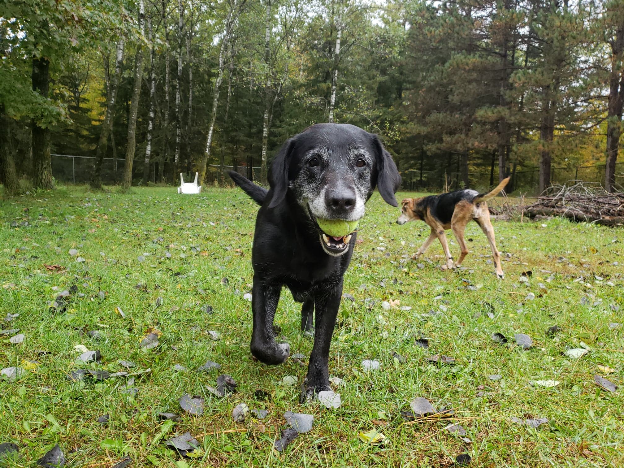 For Adoption — Bob's House For Dogs