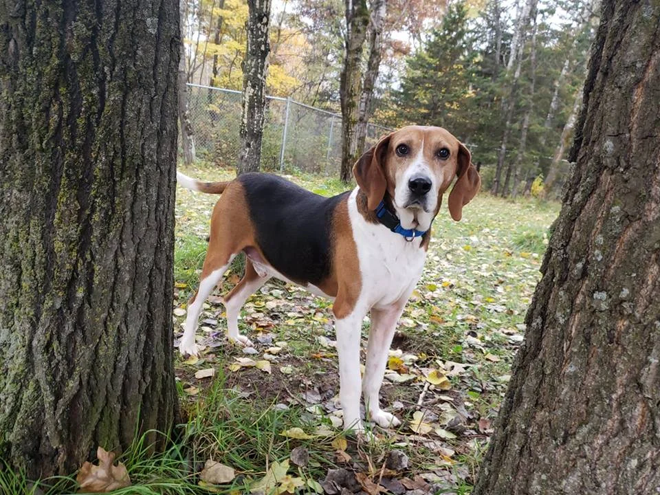 For Adoption — Bob's House For Dogs