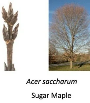 Terminal Buds and Their Buddies — Missouri Master Naturalists - Chert ...