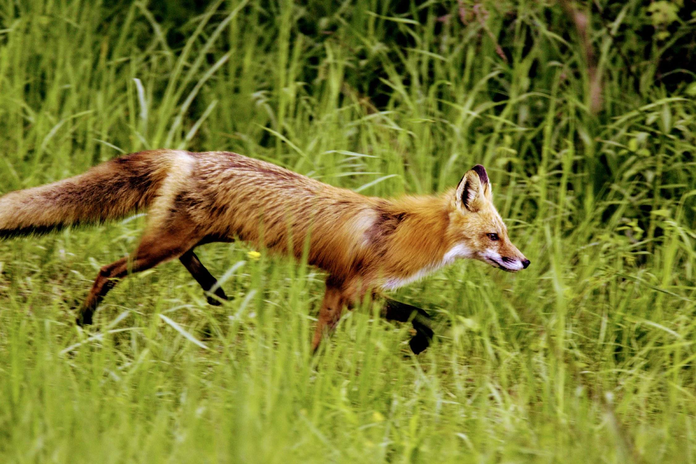 Urban Reds — Missouri Master Naturalists - Chert Glades Chapter