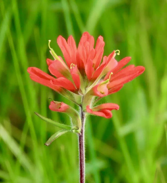 Master Naturalists out for a stroll — Missouri Master Naturalists ...
