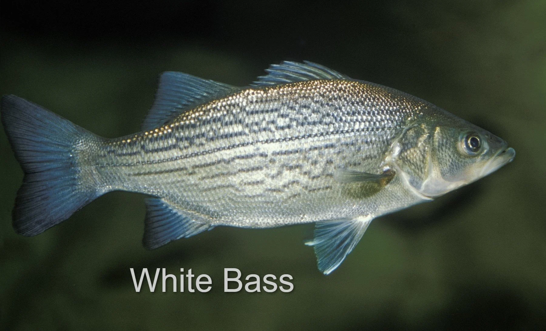 The Pursuit of Trout and White Bass Begins — Missouri Master ...