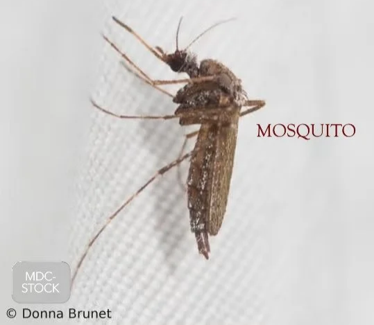 Why Don’t Mosquitoes Die in Winter? — Missouri Master Naturalists ...