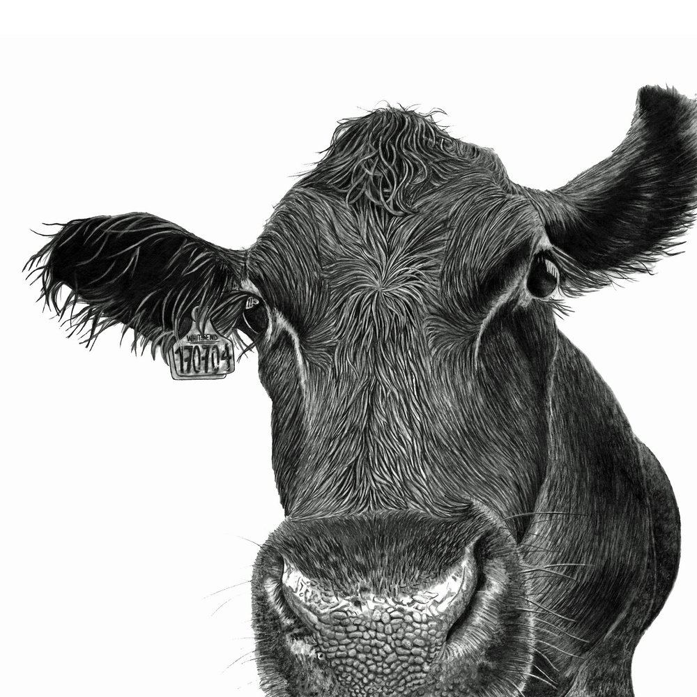 Mooing Cow