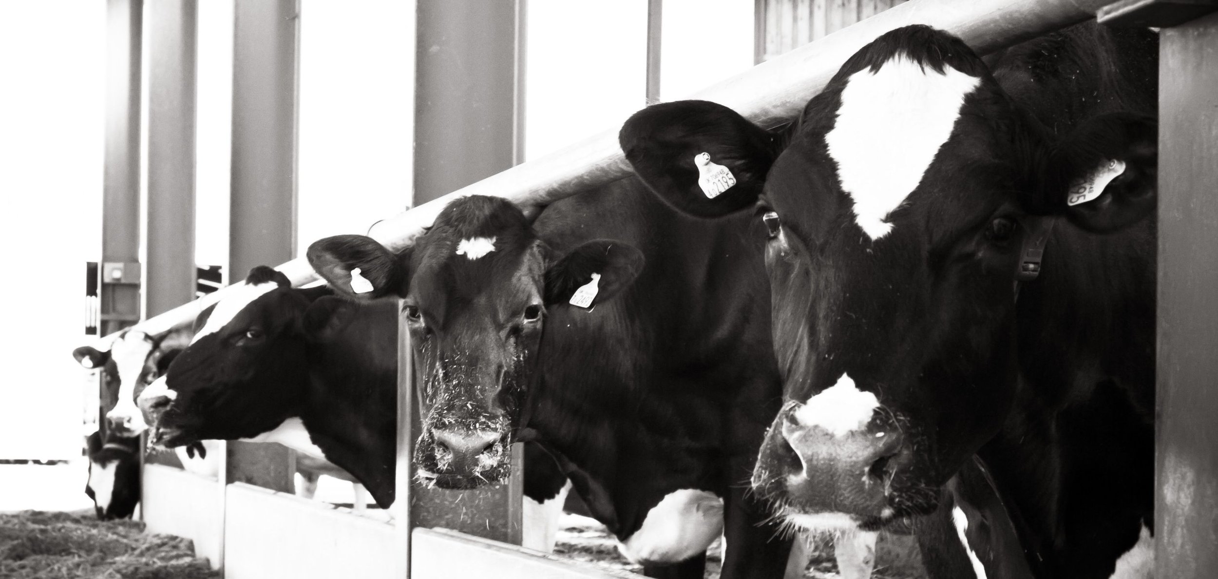 We believe every UK dairy farmer has the right to a profitable and ...