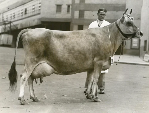 The Royal Association of British Dairy Farmers (RABDF)