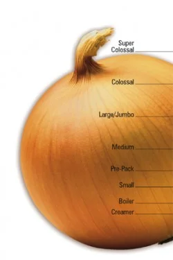 Onion Facts — Champion produce