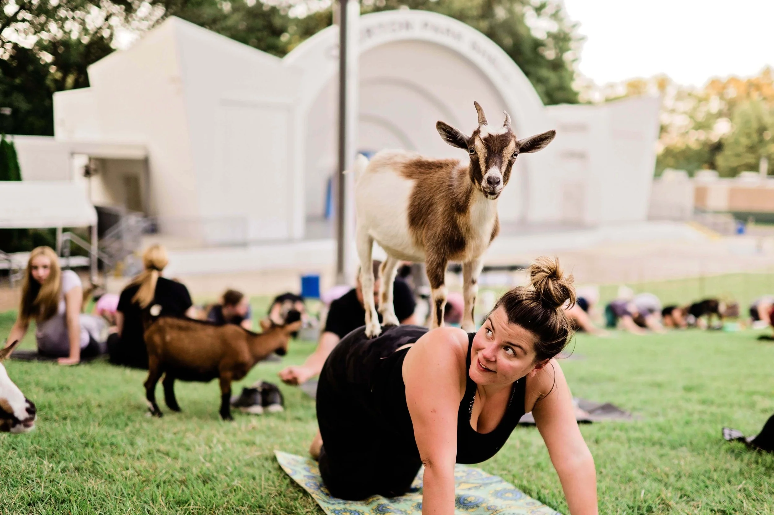 Goat Yoga at the Shell — Overton Park Shell