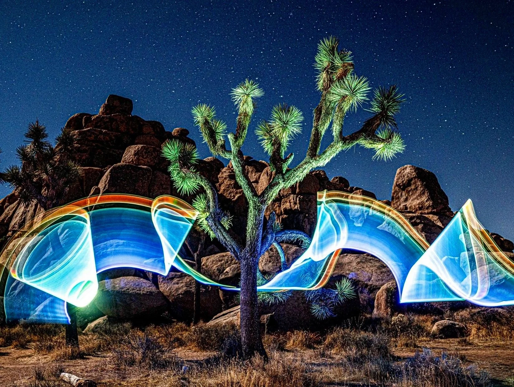 Tree Photography Colorful