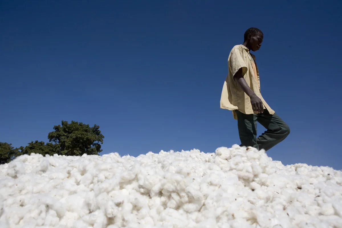 A Look Inside the Cotton Industry