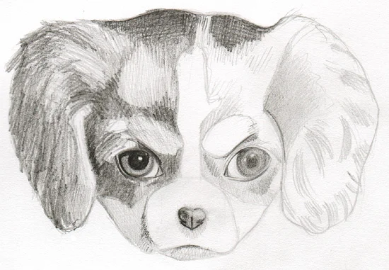 How to Draw a Puppy: Learn How to Draw Puppies! — Art is Fun