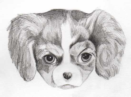 How to Draw a Puppy: Learn How to Draw Puppies! — Art is Fun