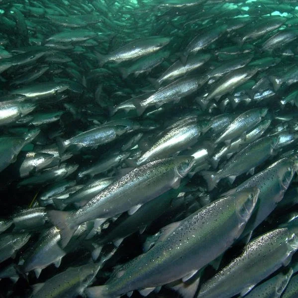 AUS-ROV Remote Operated Vehicle ROV Underwater Inspection and ...